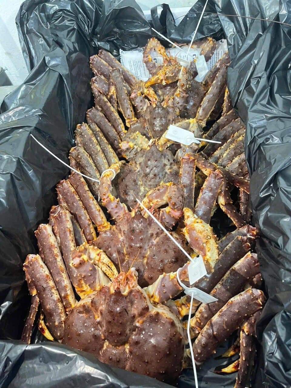 Cua King Crab – Loài Hải Sản Đắt Đỏ Nhưng Có Gì Đặc Biệt? - Hệ Thống ...