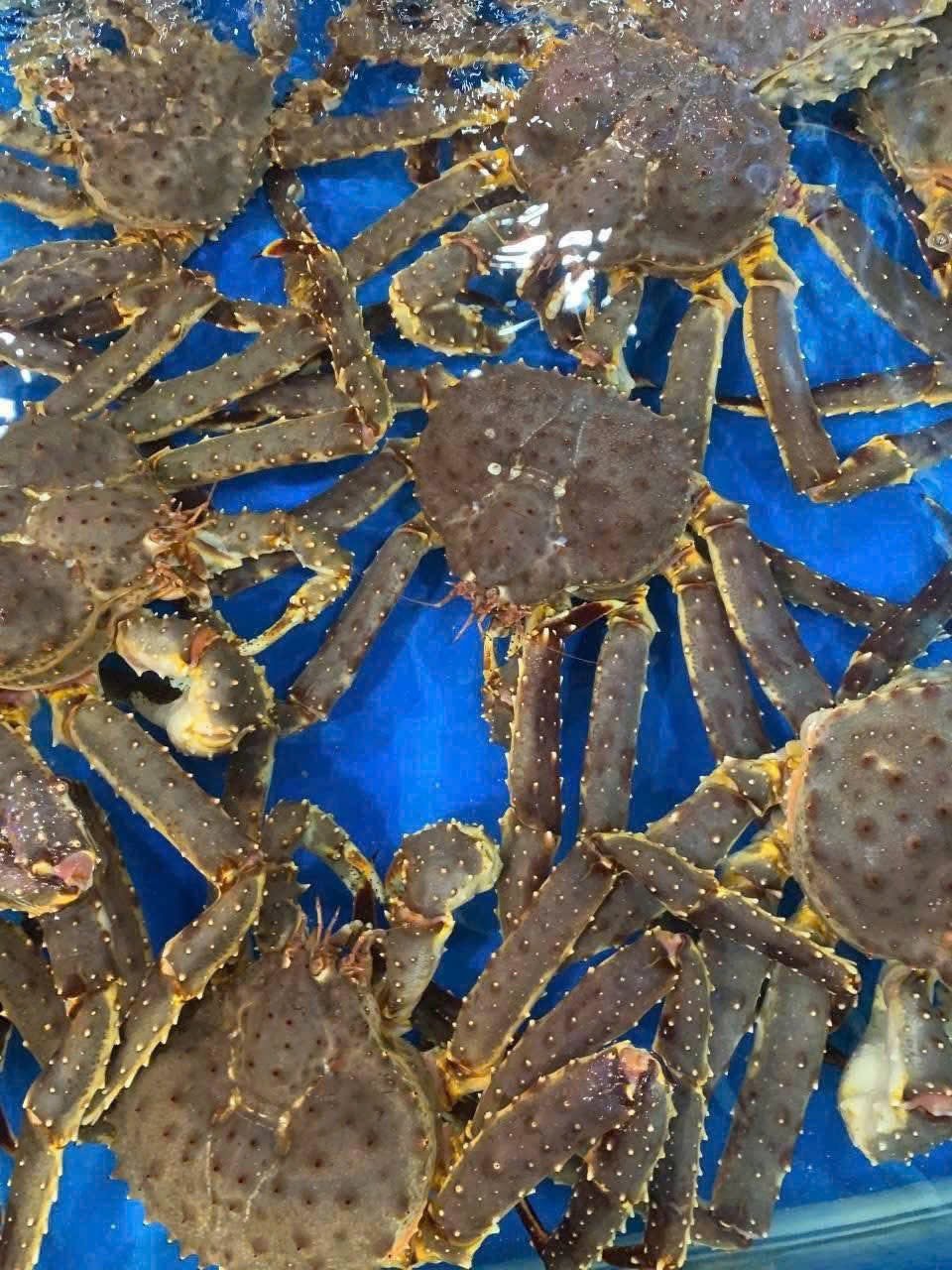 Cua King Crab Mùa Nào Ngon Nhất? Bí Quyết Lựa Chọn Chuẩn - Hệ Thống ...