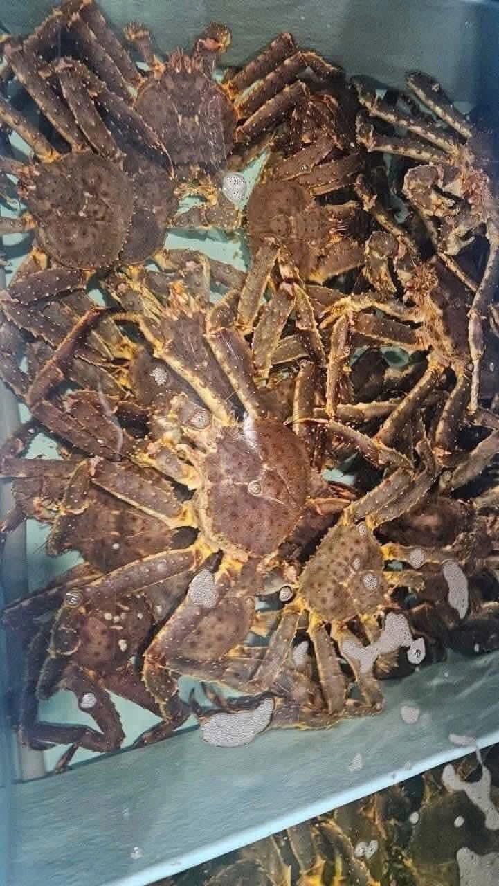 Cua Hoàng Đế King Crab Có Những Loại Nào? Phân Biệt Dễ Dàng - Hệ Thống ...