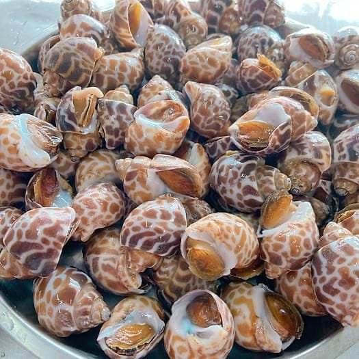 Ốc Hương Quế Có Ngon Không? Trải Nghiệm Hương Vị Tuyệt Vời - Hệ Thống ...
