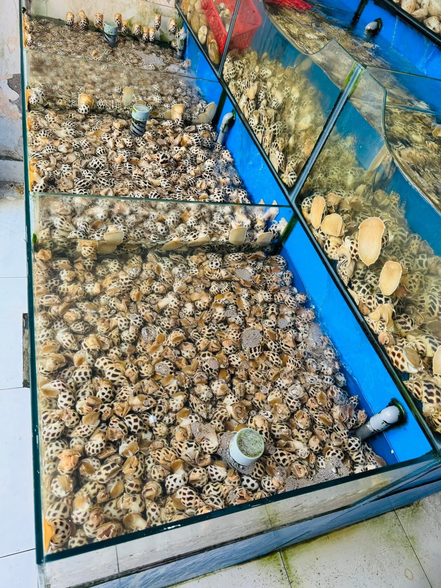 Nguồn hàng ốc hương tận gốc tại miền Trung - Hệ Thống Trang Trại & Phân ...