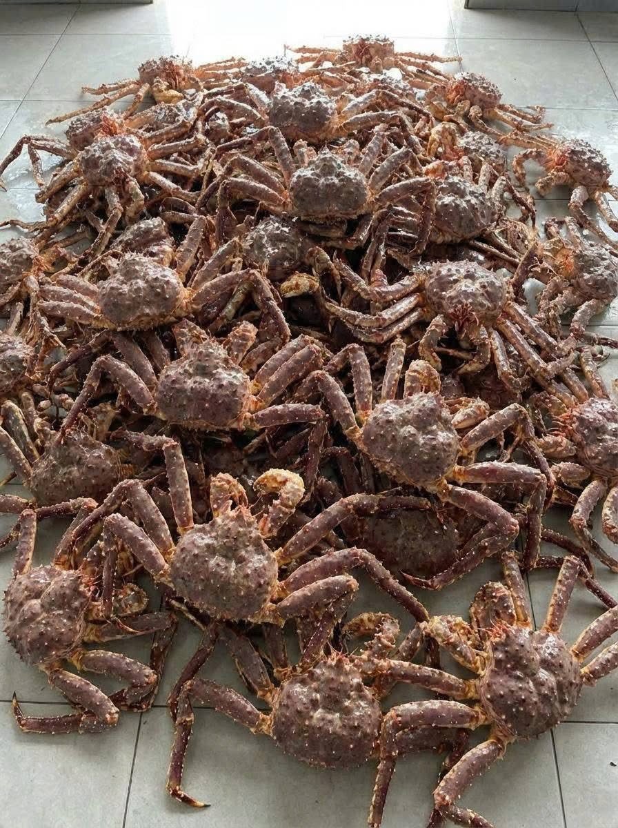 Cua King Crab Bao Nhiêu Tiền 1kg? Giá Hiện Nay Là Bao Nhiêu? - Hệ Thống ...